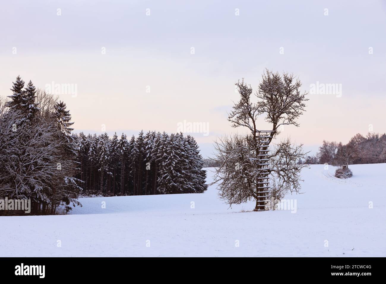 Winter, Baum, Bayern, Oberpfalz, Winterbaum, Schnee, Eis ...