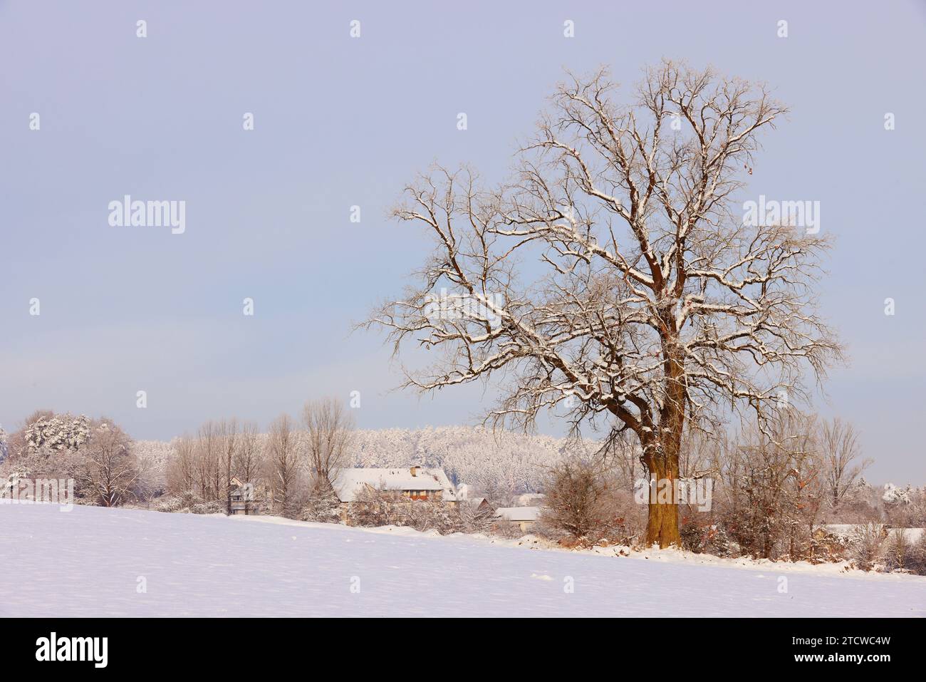 Winter, Baum, Bayern, Oberpfalz, Winterbaum, Schnee, Eis ...