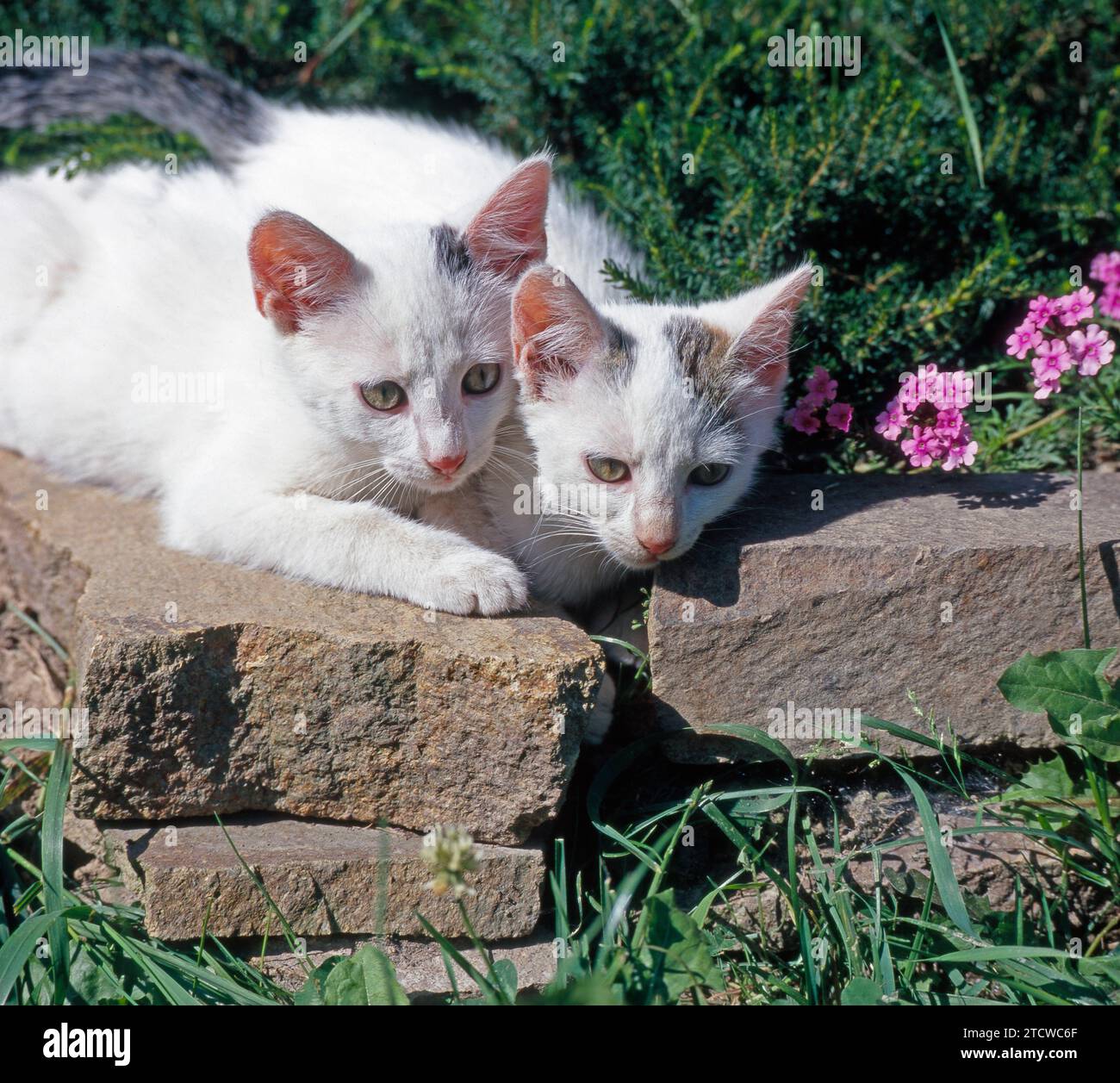 Zwei junge tiere hi-res stock photography and images - Alamy
