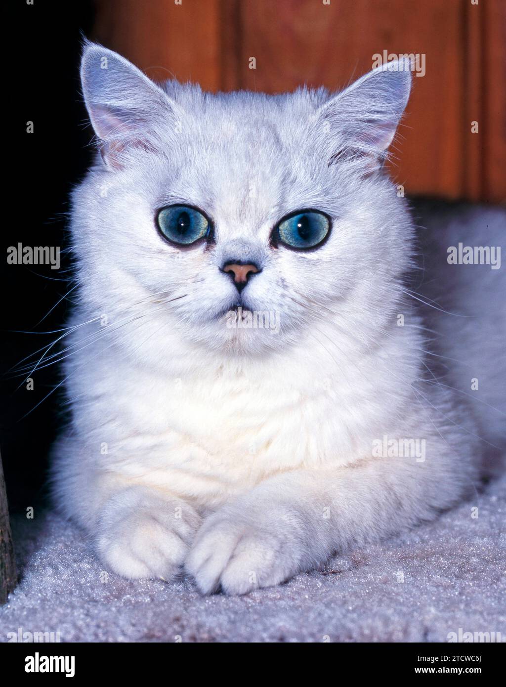 Perserkatze Sharade vom Brettachtal, Exotic Chinchilla, posiert auf ...