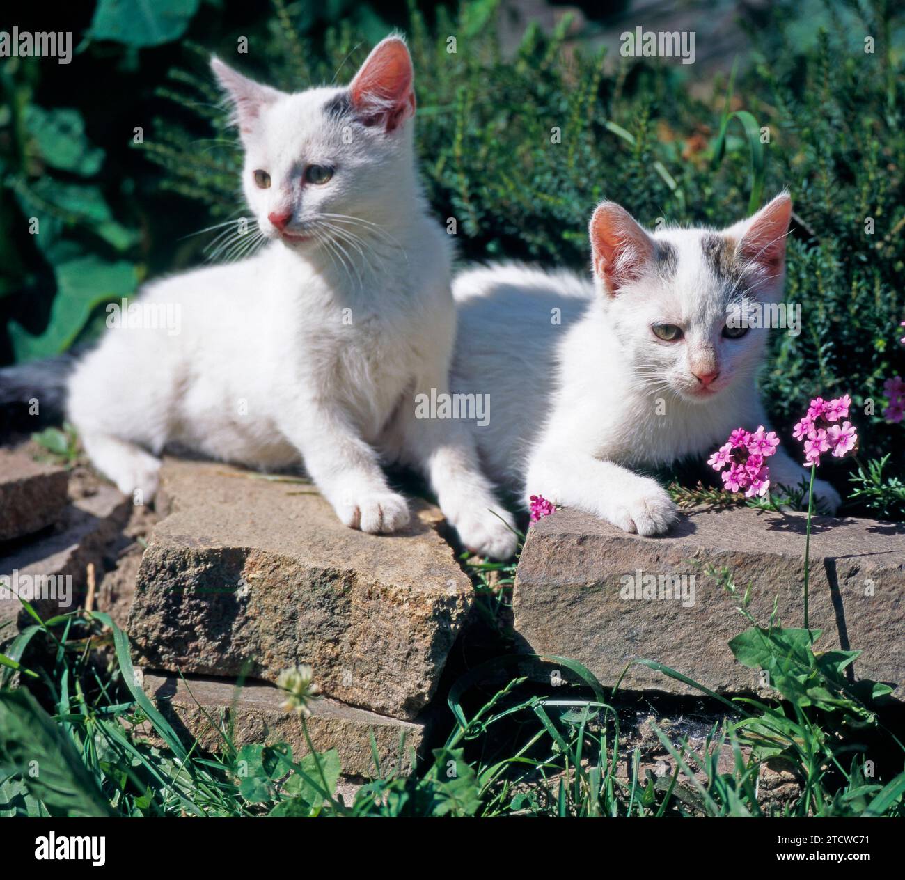 Zwei katzen hi-res stock photography and images - Alamy