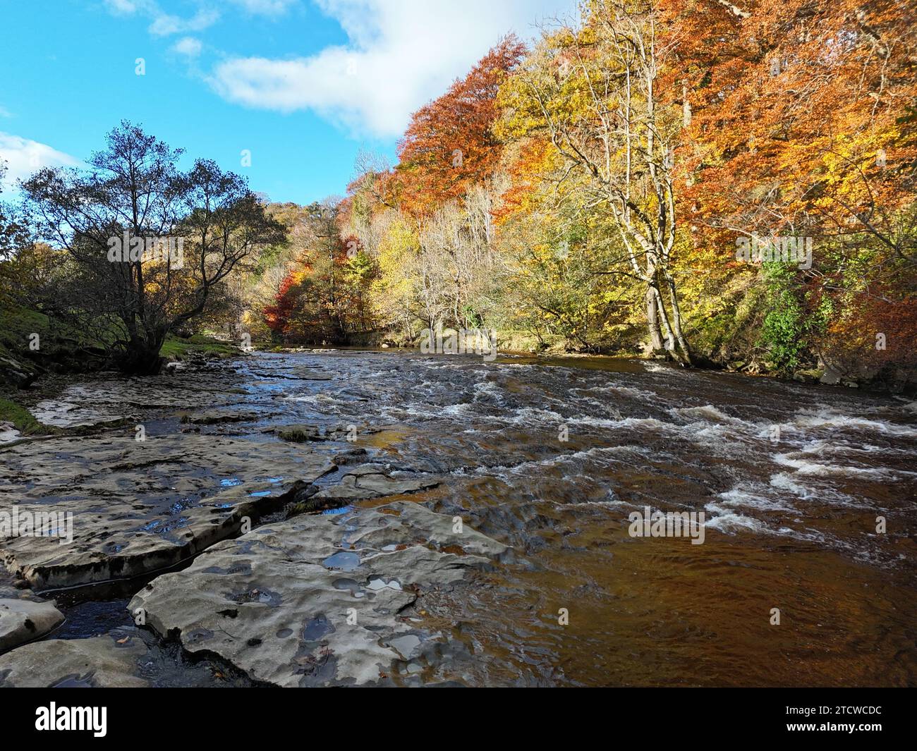 Flying above the tree over the River Cover in North Yorkshire UK Stock ...