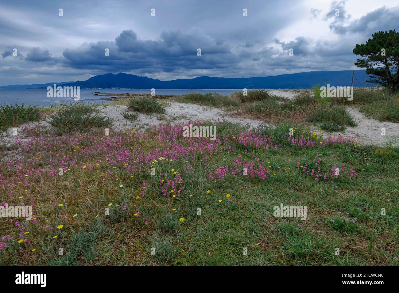 Mar de lira hi-res stock photography and images - Alamy