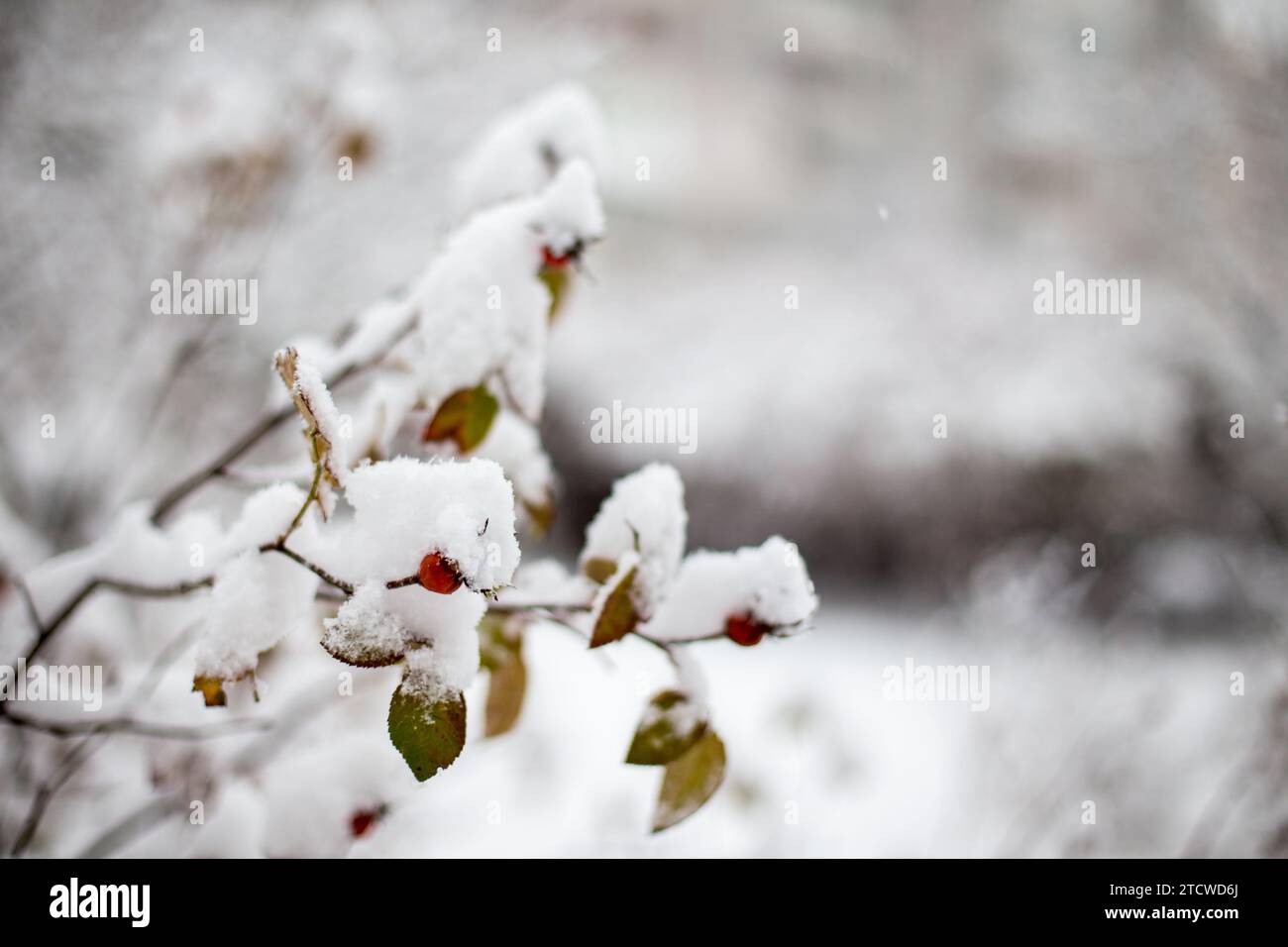 Snow on the branches of a rose bush in the winter forest Stock Photo ...