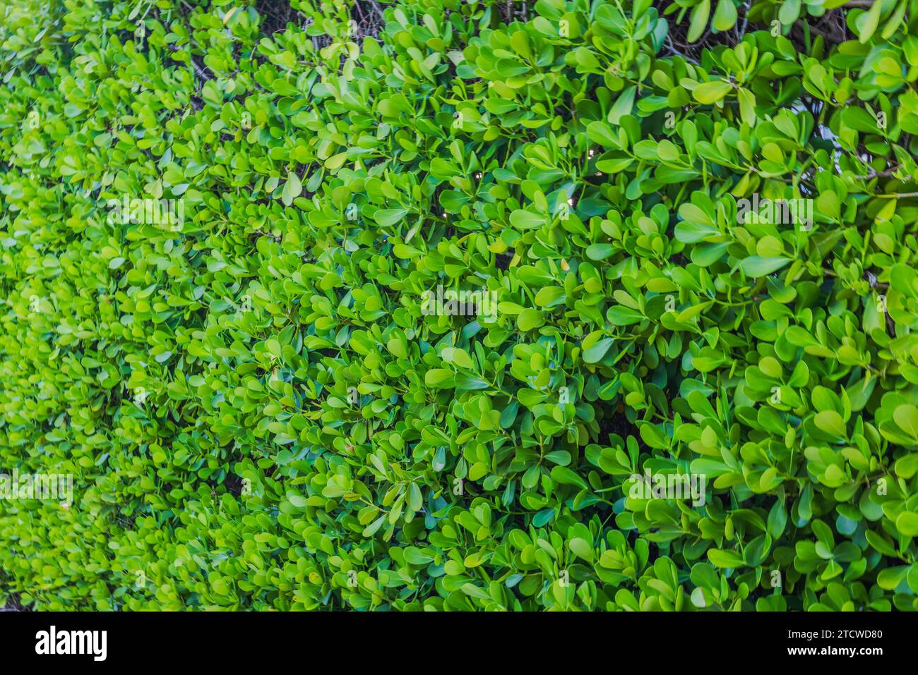 Beautiful green background or texture resembling leaves of a tropical ...