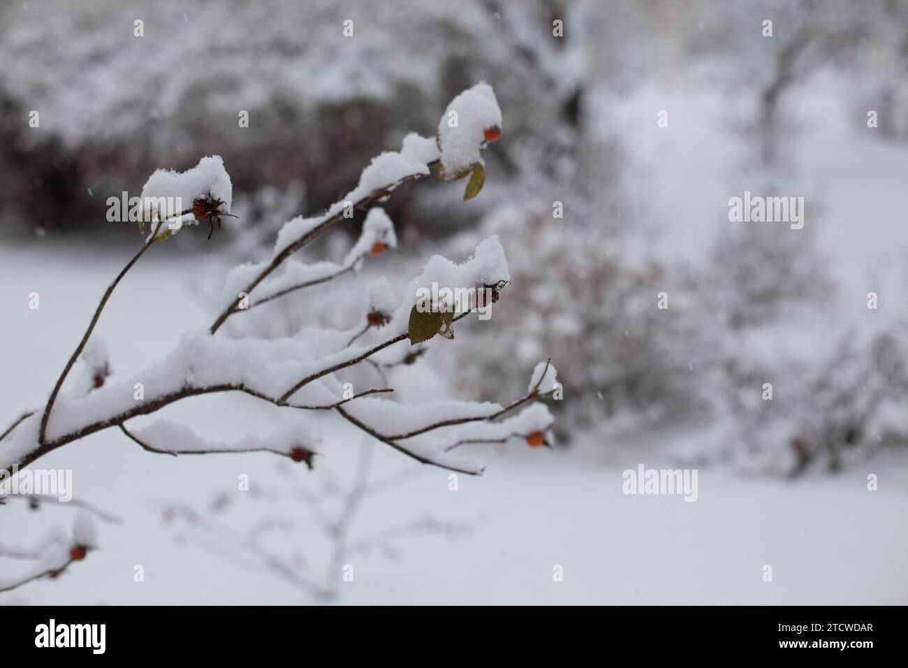 Snow on the branches of a rose bush in the winter forest Stock Photo ...