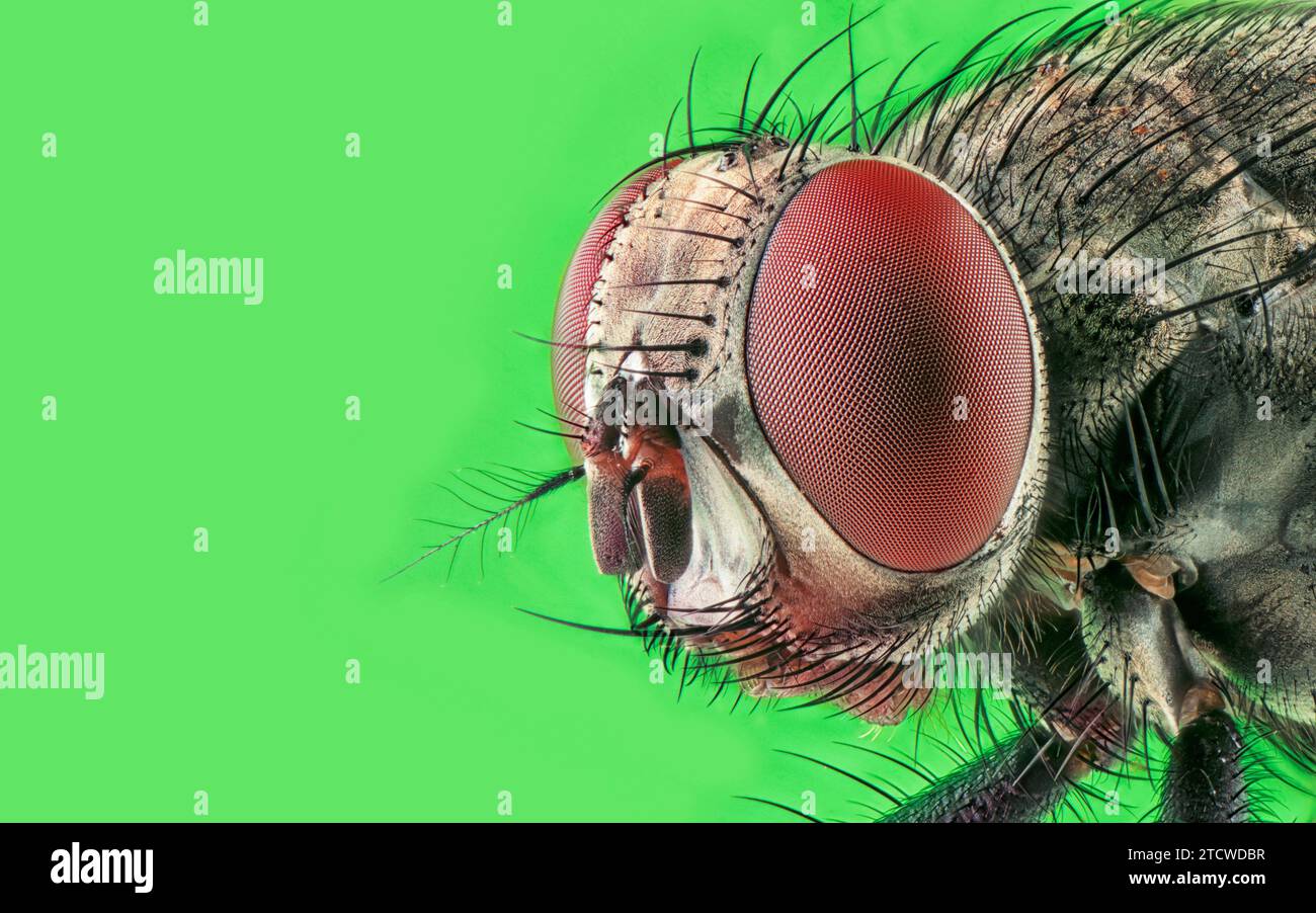 fly super macro stack photo Stock Photo - Alamy