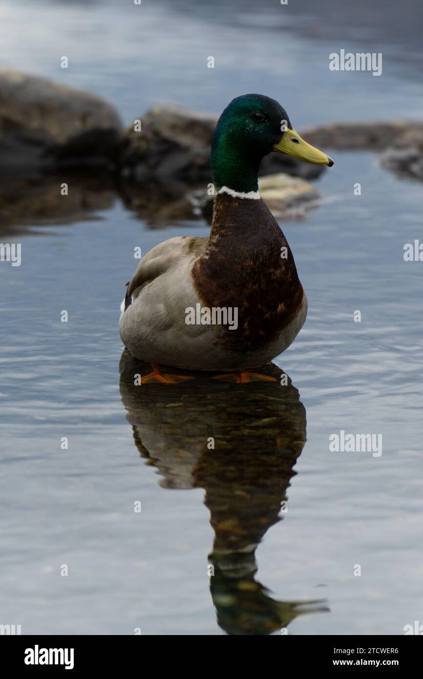 Male Mallard duck standing with reflection Stock Photo - Alamy