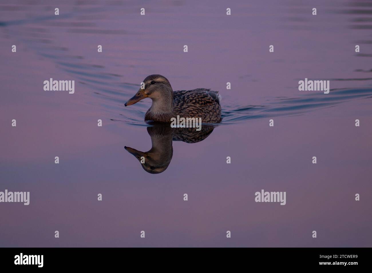 Female Mallard duck swimming in a pond with sunset colours Stock Photo ...