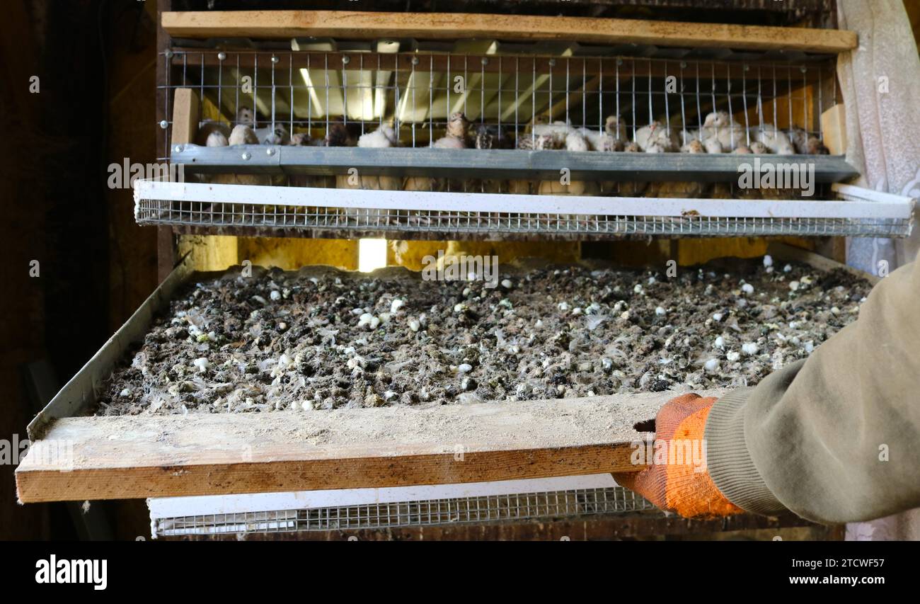 a farm worker removes an overflowing tray of bird waste from a quail ...