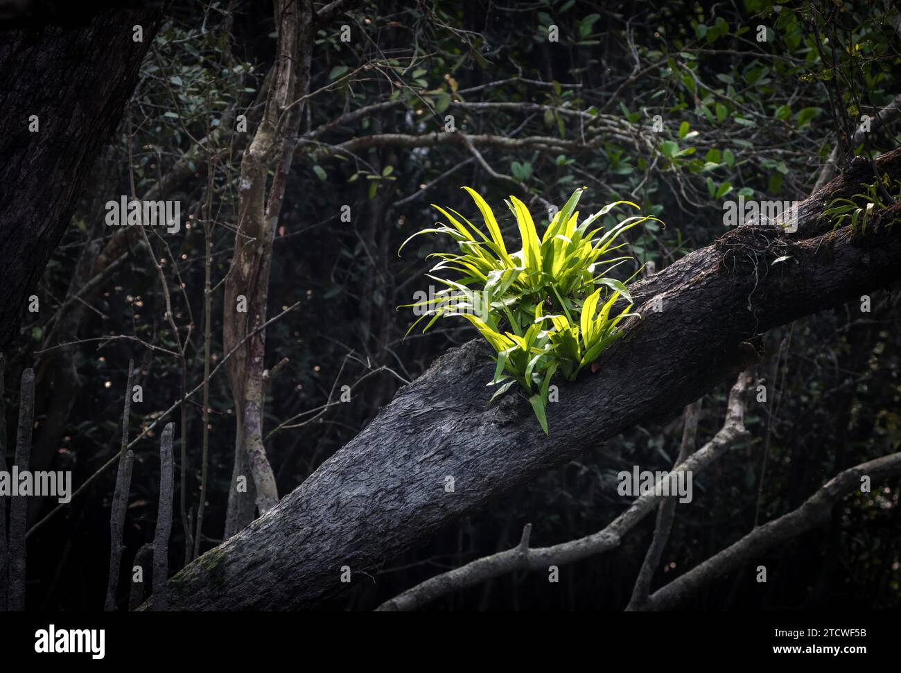 plant growing in the fork of a tree trunk.this photo was taken from ...