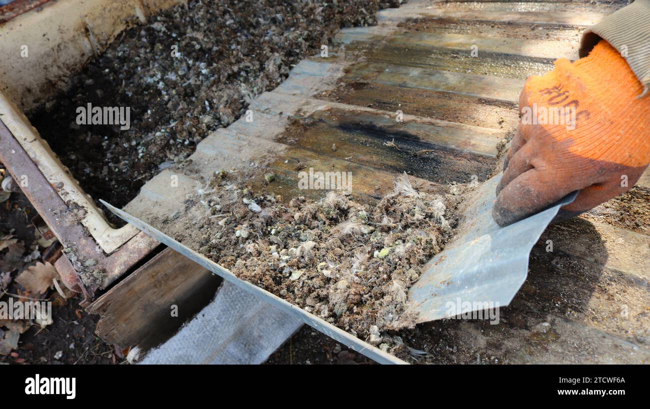 worker's hands use a metal scraper to scrape bird droppings from an ...