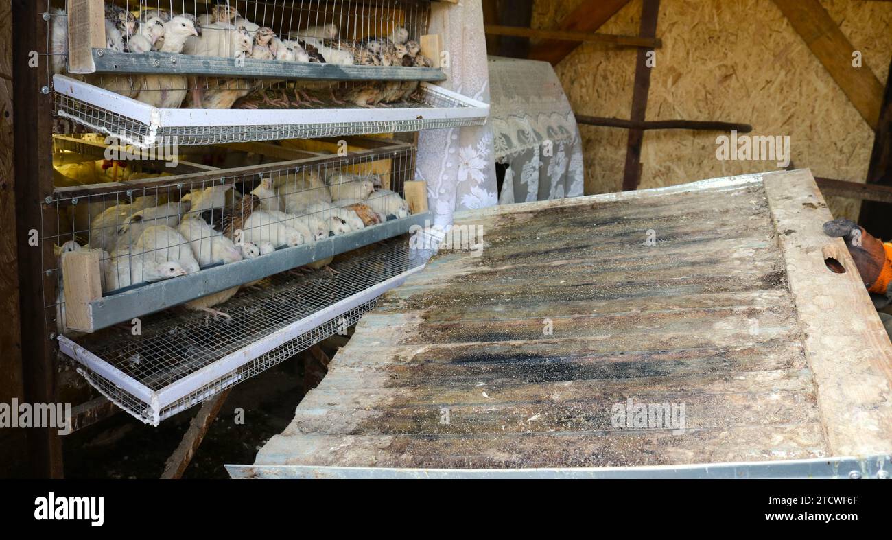 Poultry house cleaned hi-res stock photography and images - Alamy