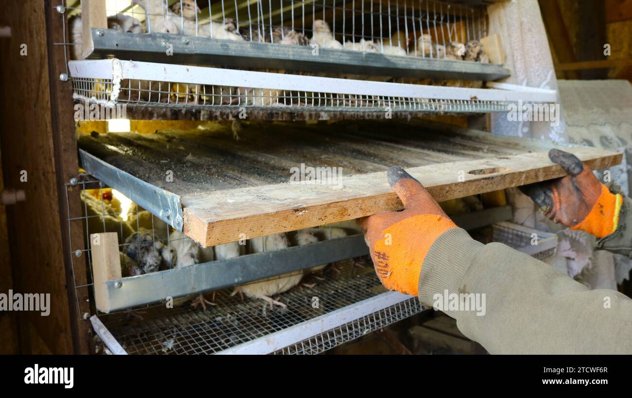 Quail droppings hi-res stock photography and images - Alamy