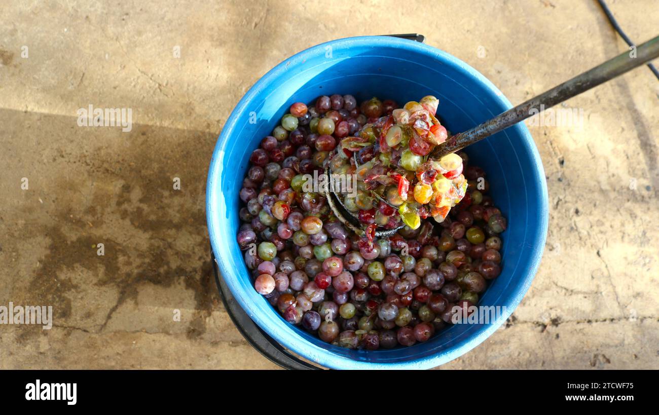Pureeing fruit hi-res stock photography and images - Alamy