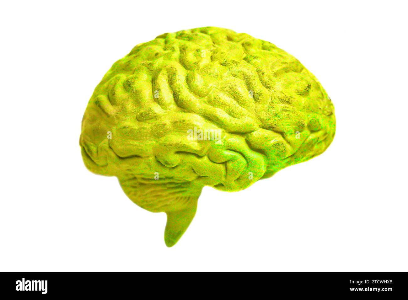 Human brain anatomical model closeup Stock Photo - Alamy