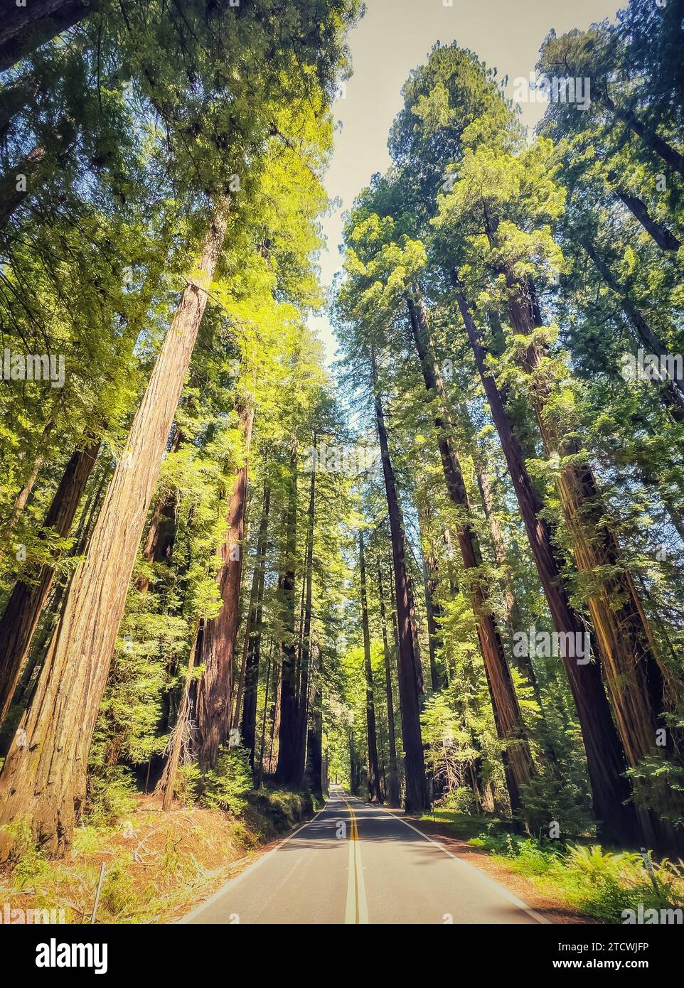 Scenic route with view of coastal redwoods at Humboldt State Park ...