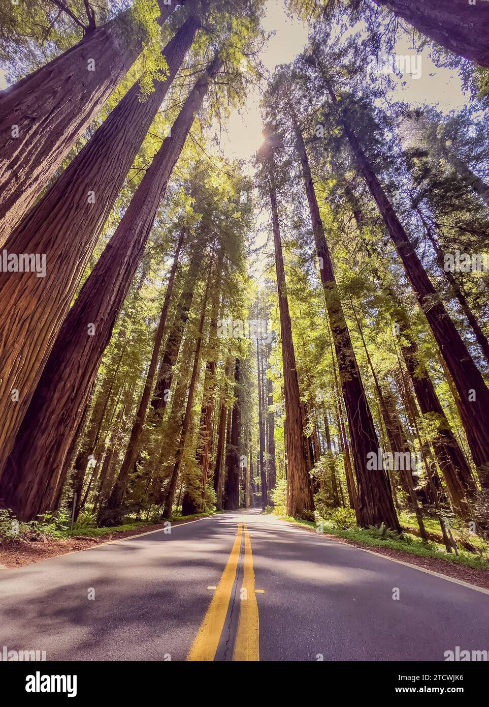 Scenic route with view of coastal redwoods at Humboldt State Park ...