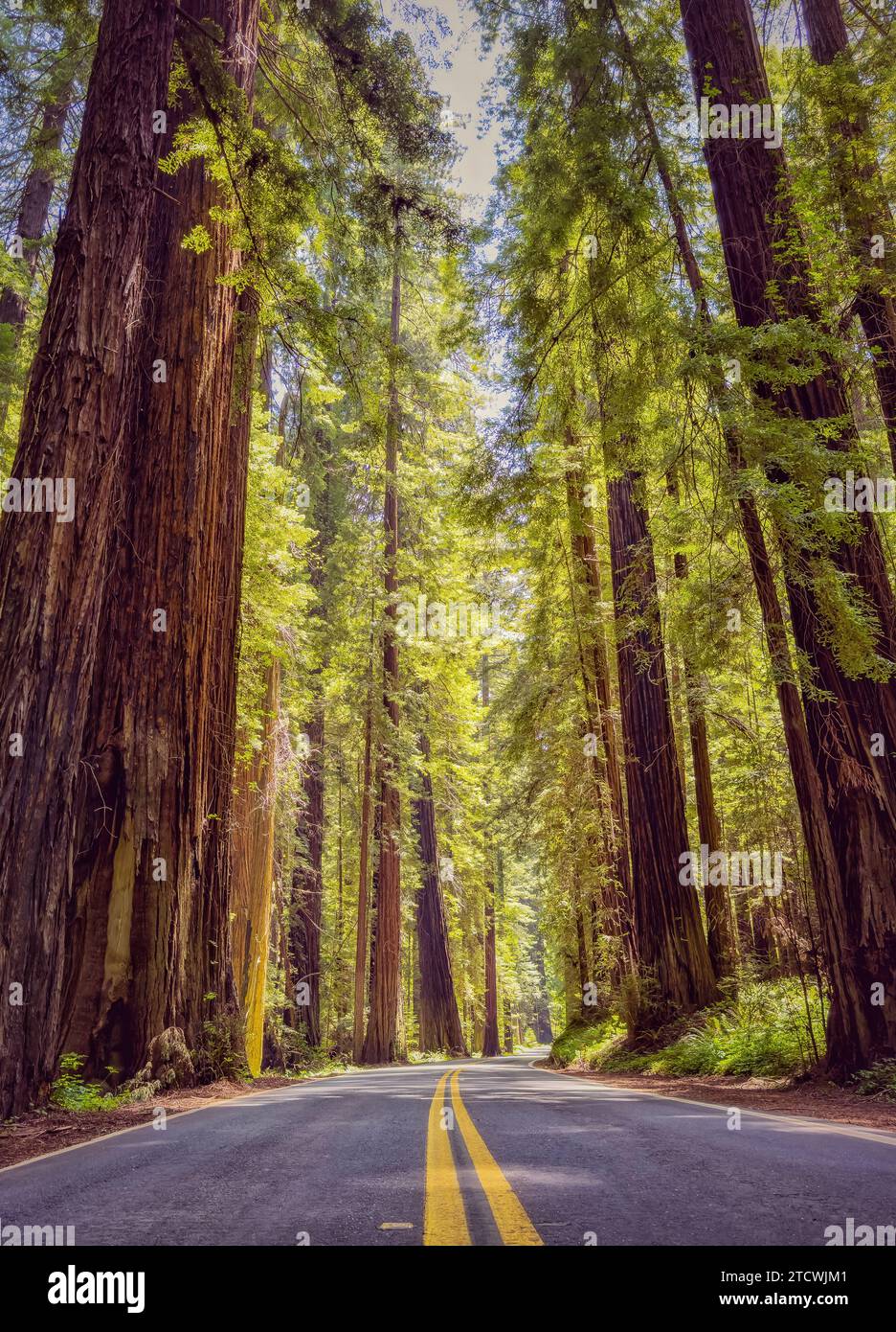 Scenic route with view of coastal redwoods at Humboldt State Park ...