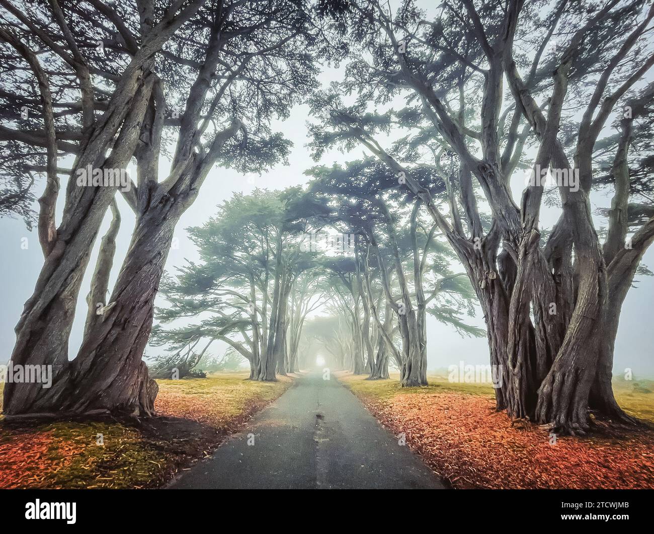 Thick fog blanket the Cypress tunnel at Point Reyes National Seashore ...