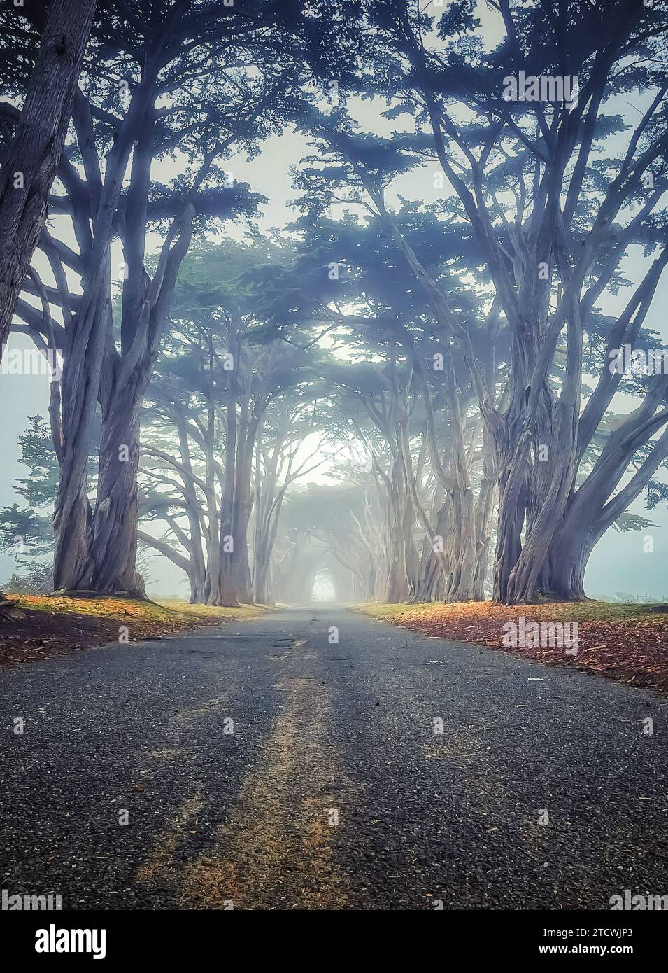 Thick fog blanket the Cypress tunnel at Point Reyes National Seashore ...