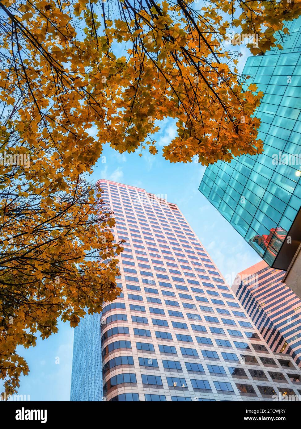 Low angle shot at full autumnal colored tree, with view of Seattle ...