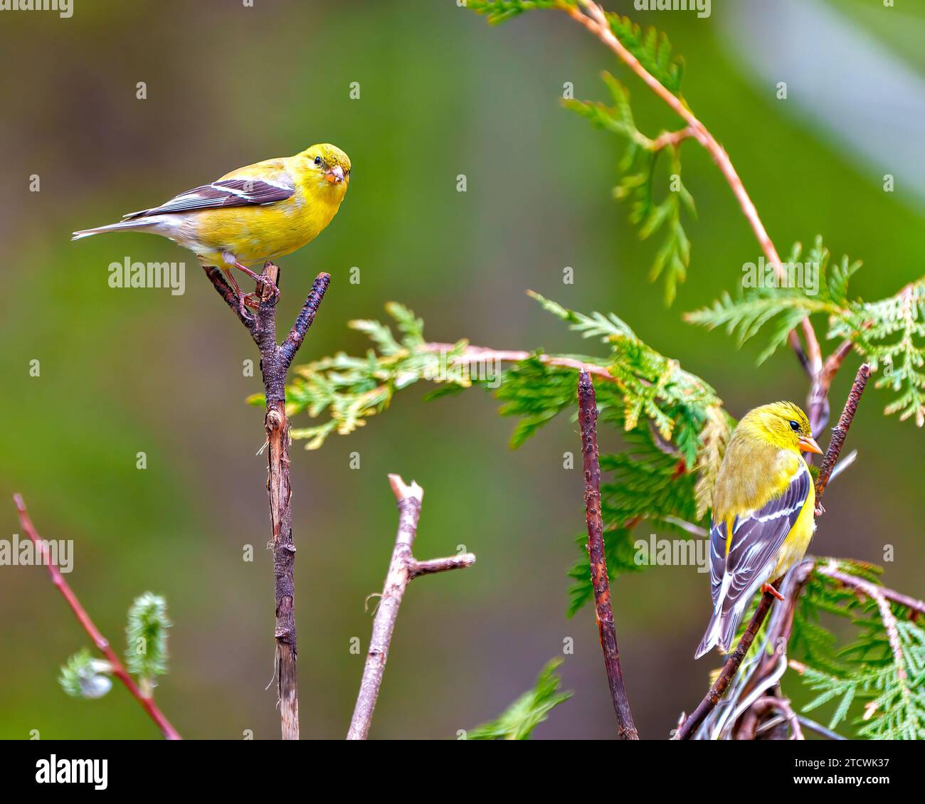 Goldfinch females close-up side view and rear view perched on a cedar ...