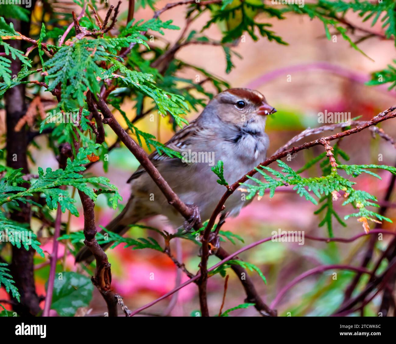 American Tree Sparrow close-up side view perched with green forest ...