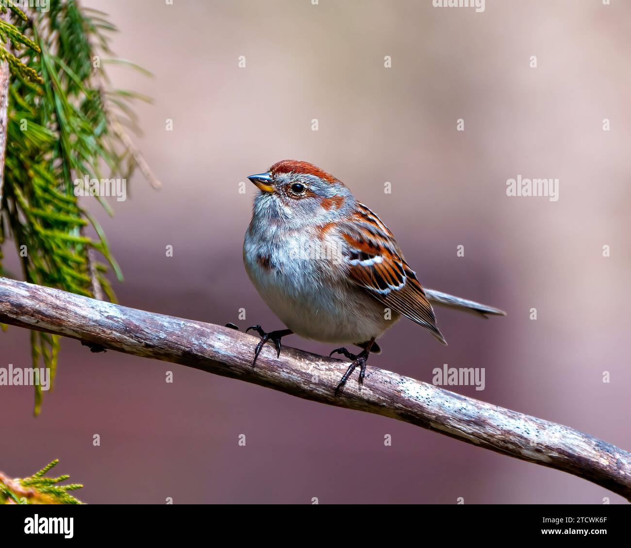 American Tree Sparrow close-up profile view perched on a branch with a ...