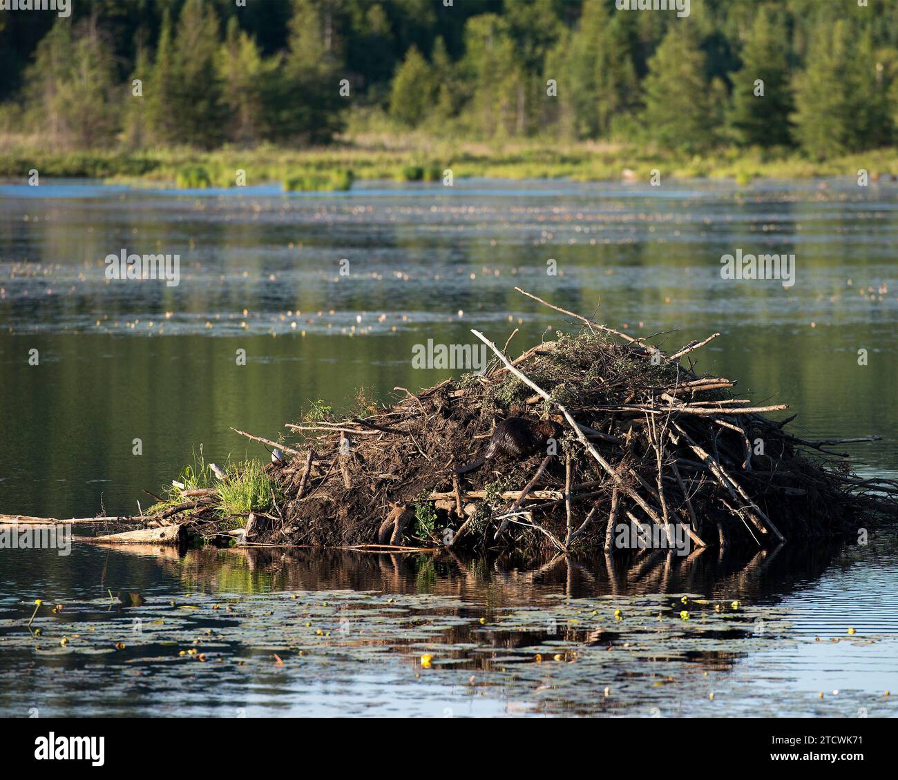Beaver building a lodge and animal den, displaying brown fur coat ...