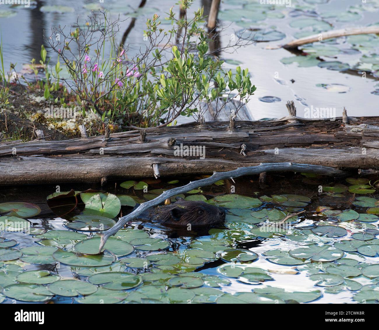 Beaver close-up head view swimming in the pond by a dead tree trunk and ...