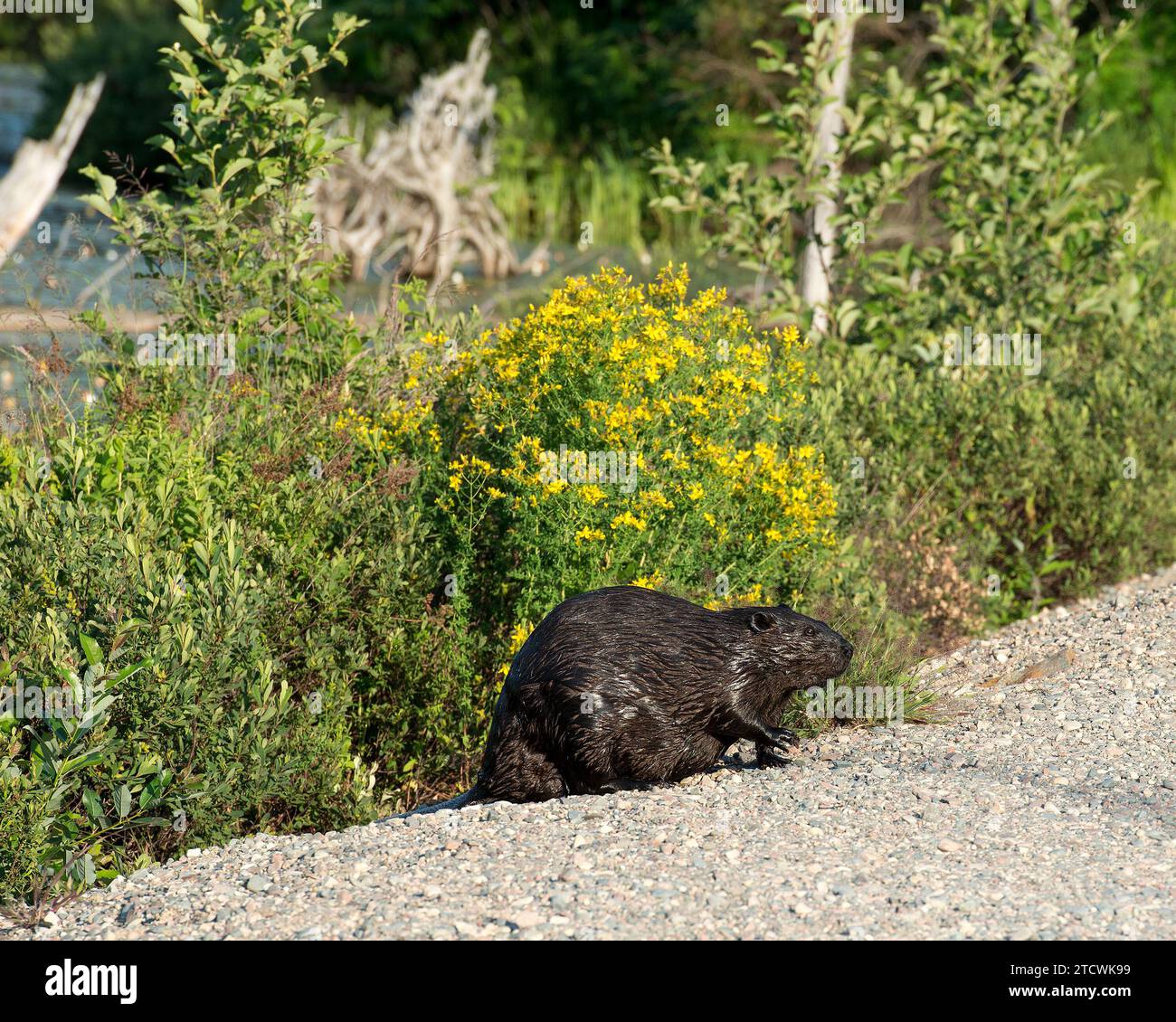 Beaver close-up side view on the side of the pond with yellow flower ...
