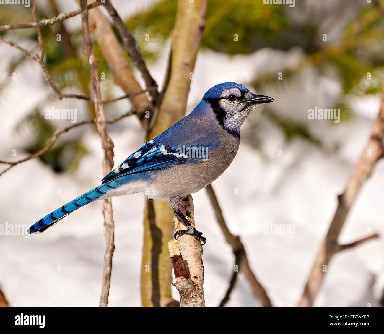 Blue Jay close-up profile side view perched on a branch against a ...