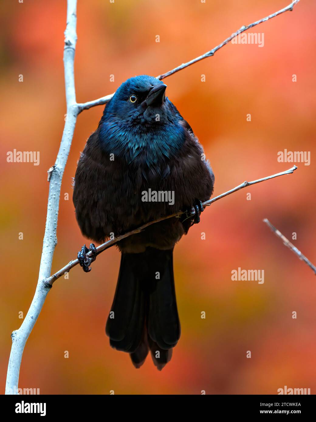 Common Grackle close-up side view perched on branch with autumn orange ...
