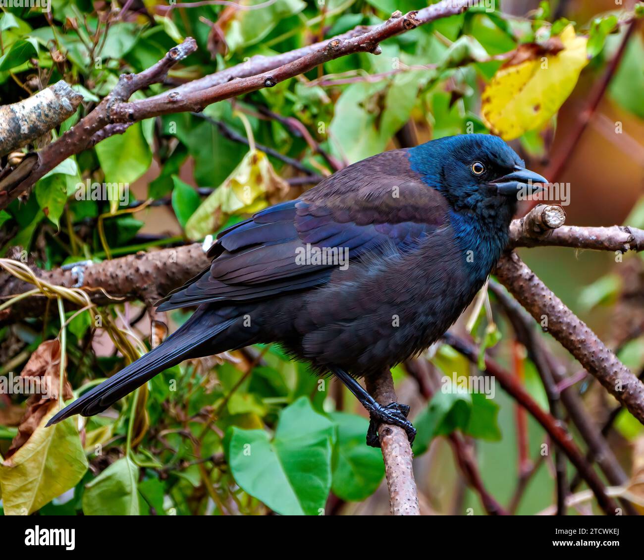 Common Grackle close-up side view perched on branch with autumn orange ...