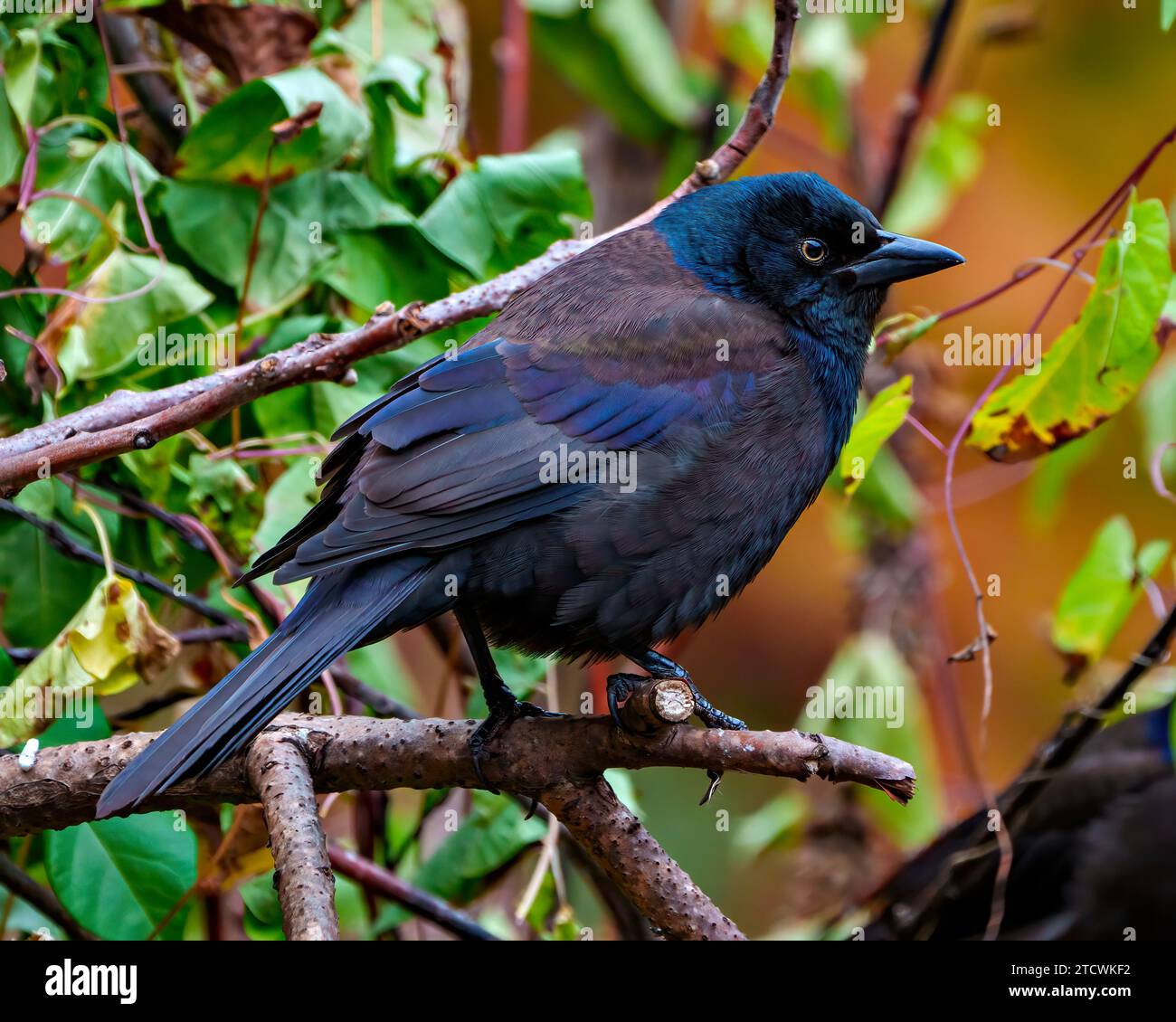 Common Grackle close-up side view perched on branch with autumn orange ...