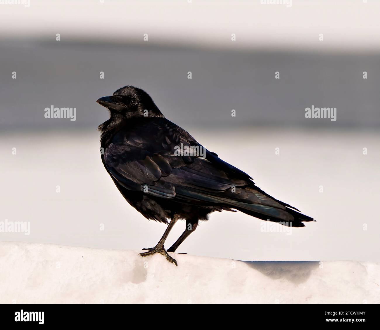 Raven close-up side view standing on snow with a soft white background ...