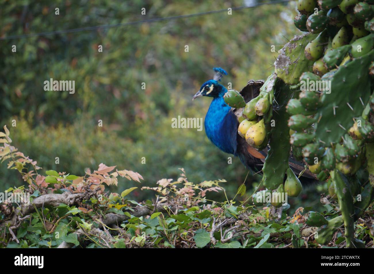 Peacock hidding behind a cactus Stock Photo - Alamy