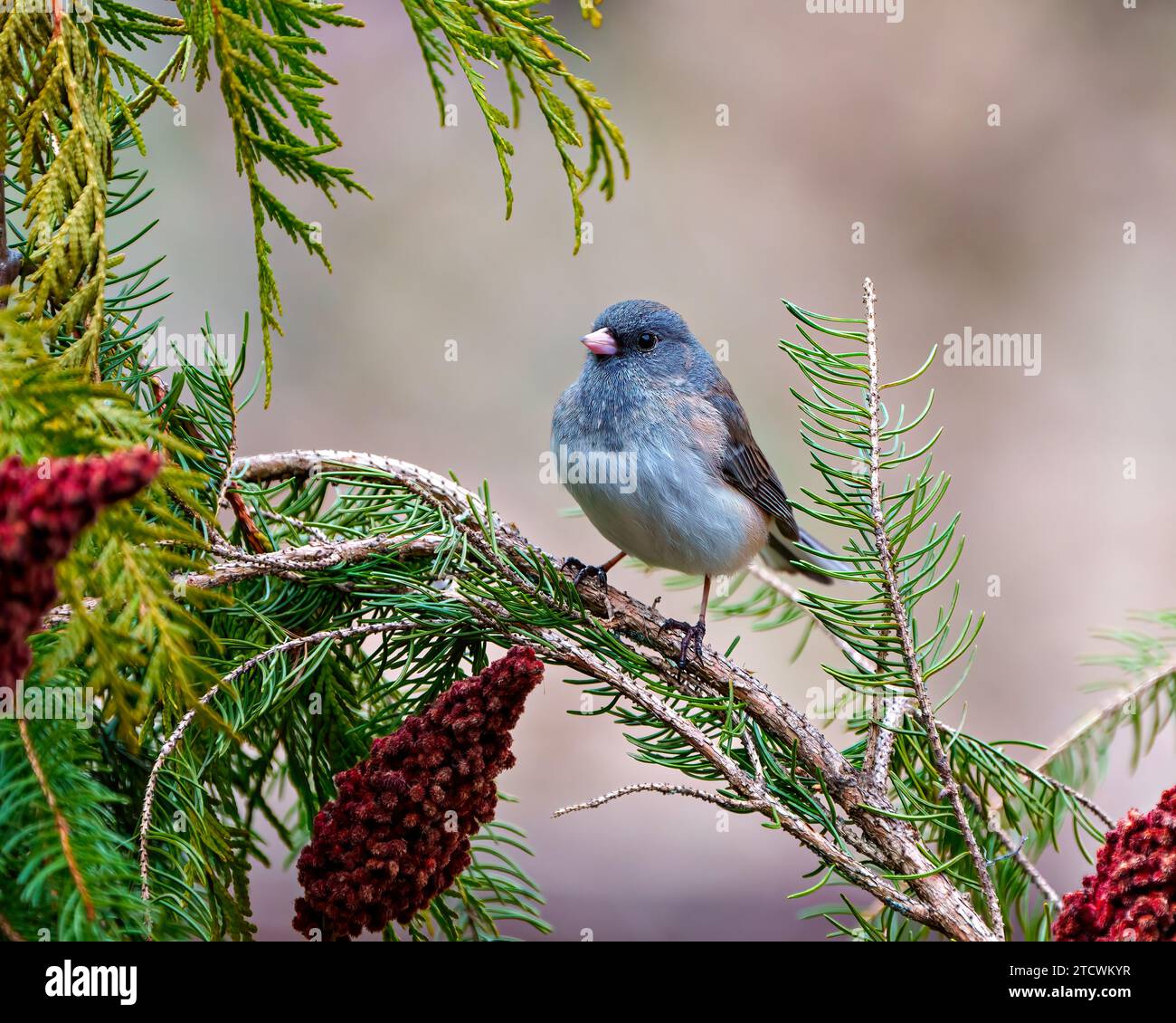 Slate Coloured Junco perched on a red stag horn sumac plant with a soft ...
