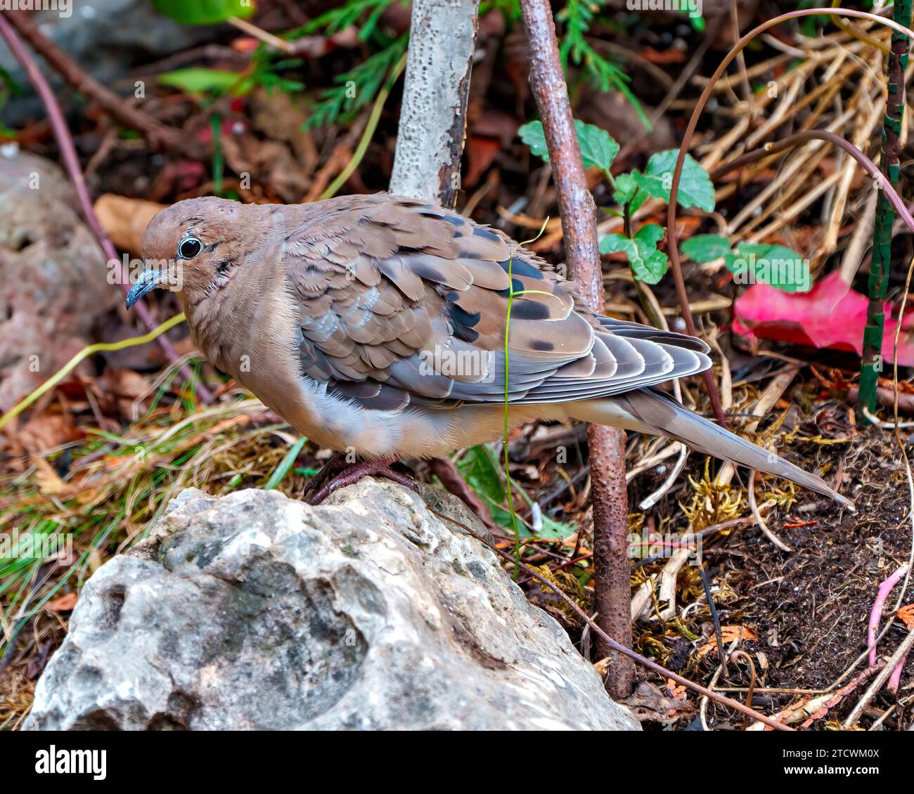 Mourning Dove close-up side view standing on a rock with foliage ...