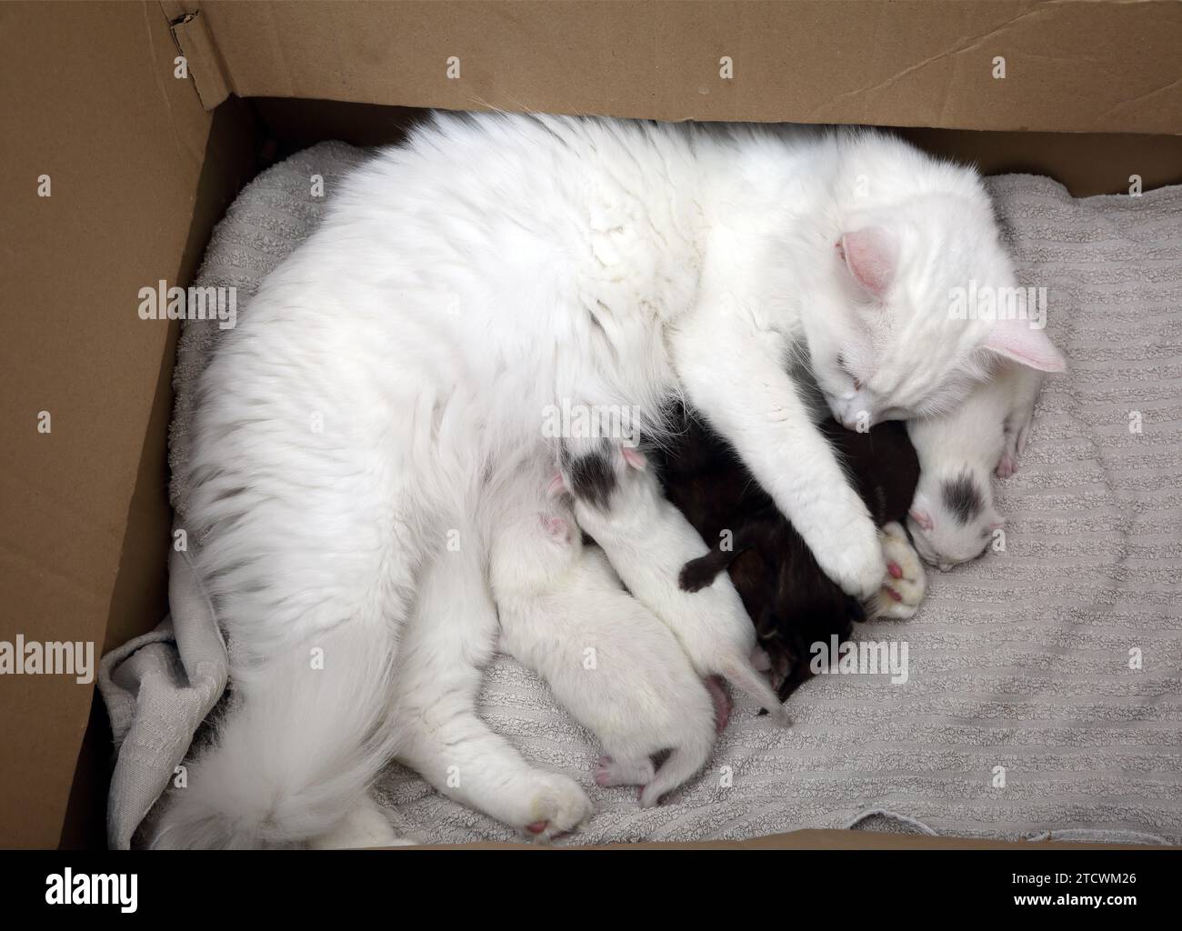 Turkish Angora Cat Feeding her 6 Days Old Kittens Stock Photo - Alamy