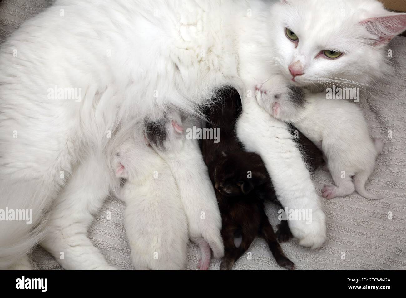 Turkish Angora Cat Feeding her 6 Days Old Kittens Stock Photo - Alamy