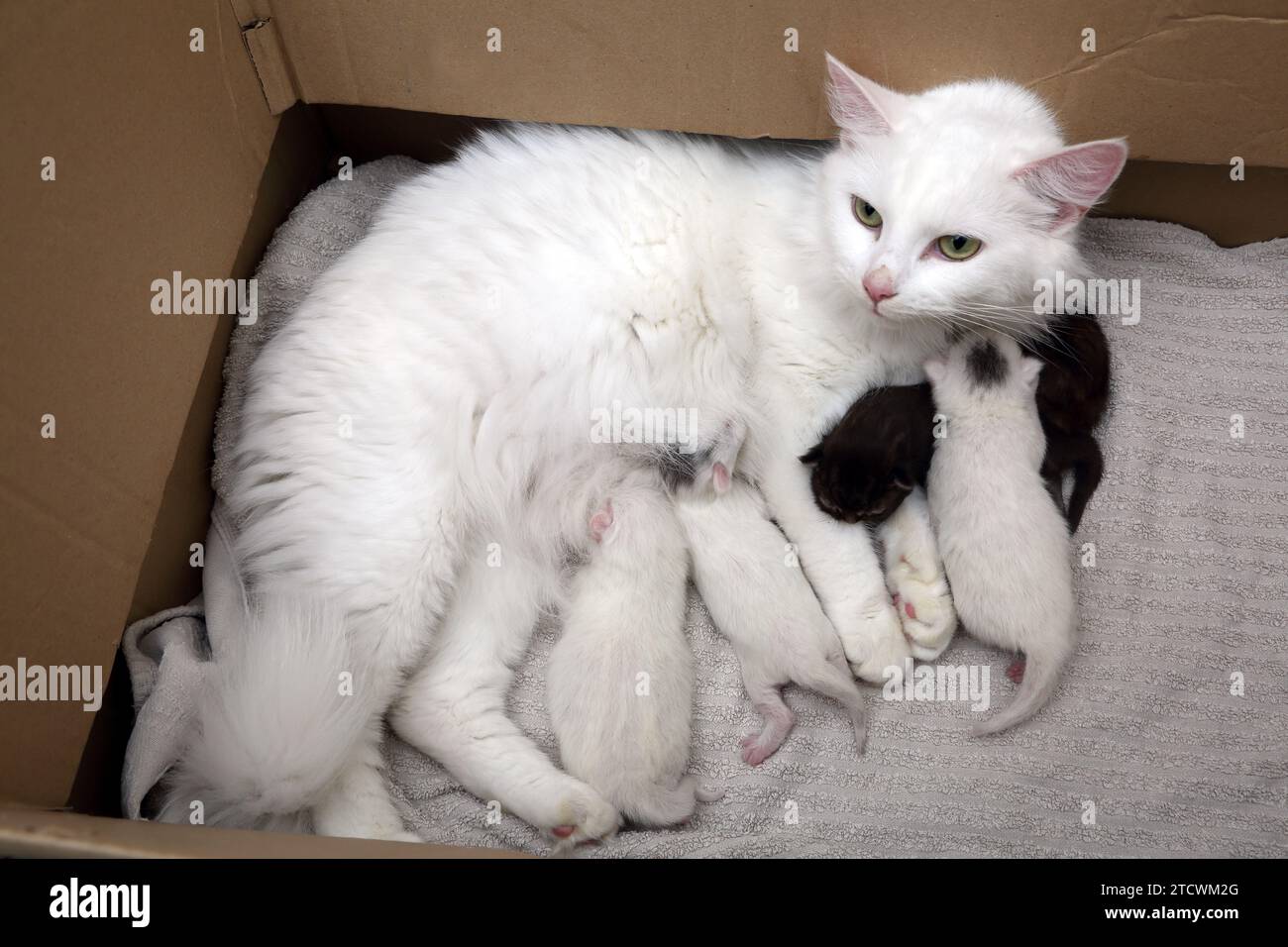 Turkish Angora Cat Feeding her 6 Days Old Kittens Stock Photo - Alamy