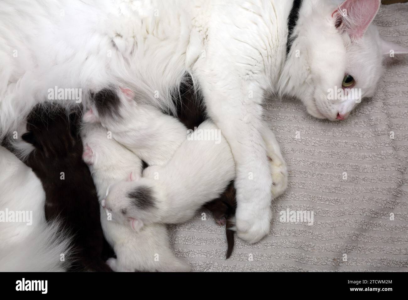 Turkish Angora Cat Feeding her 6 Days Old Kittens Stock Photo - Alamy