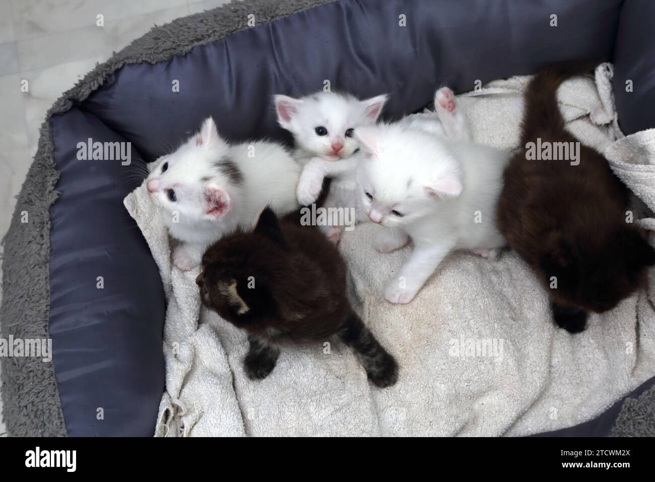 Turkse Angora Kittens 240 Turkish Angora Kittens Stock Photos,