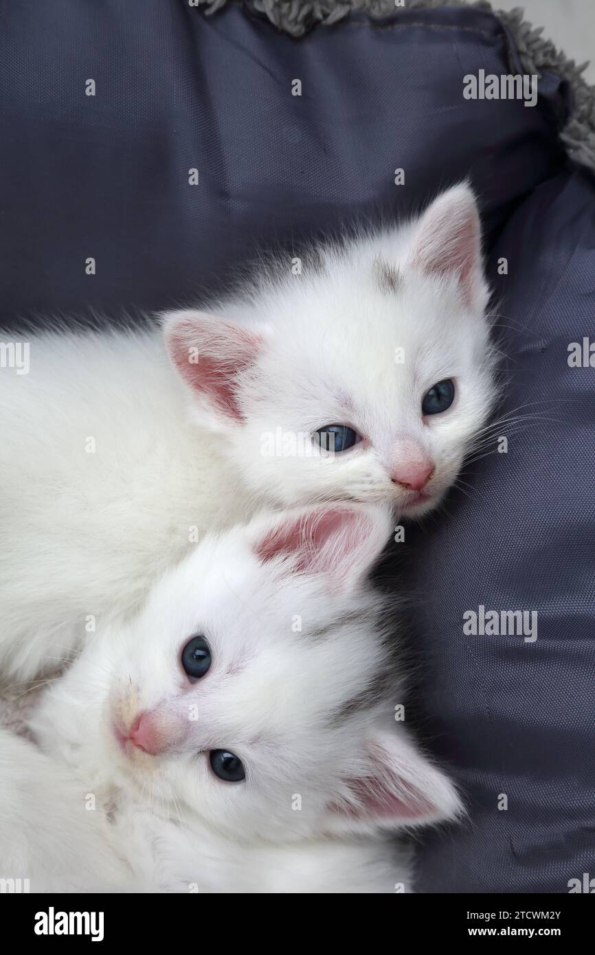 Portrait of two 4 Week Old Turkish Angora Kittens in Cat bed Stock ...