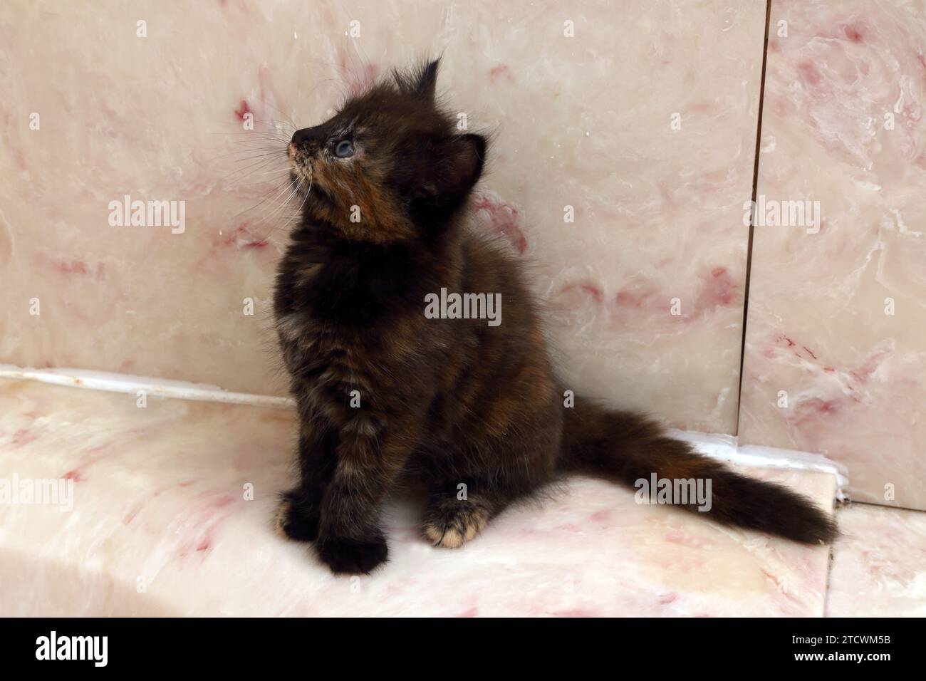 Faux tortoiseshell hi-res stock photography and images - Alamy