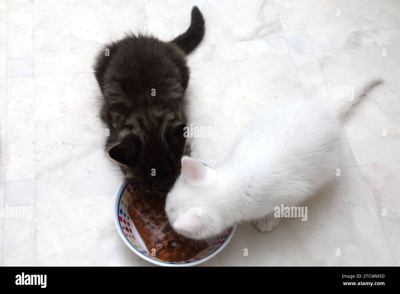 7 Weeks Old Turkish Angora Cross Kittens one Tabby and One White with ...
