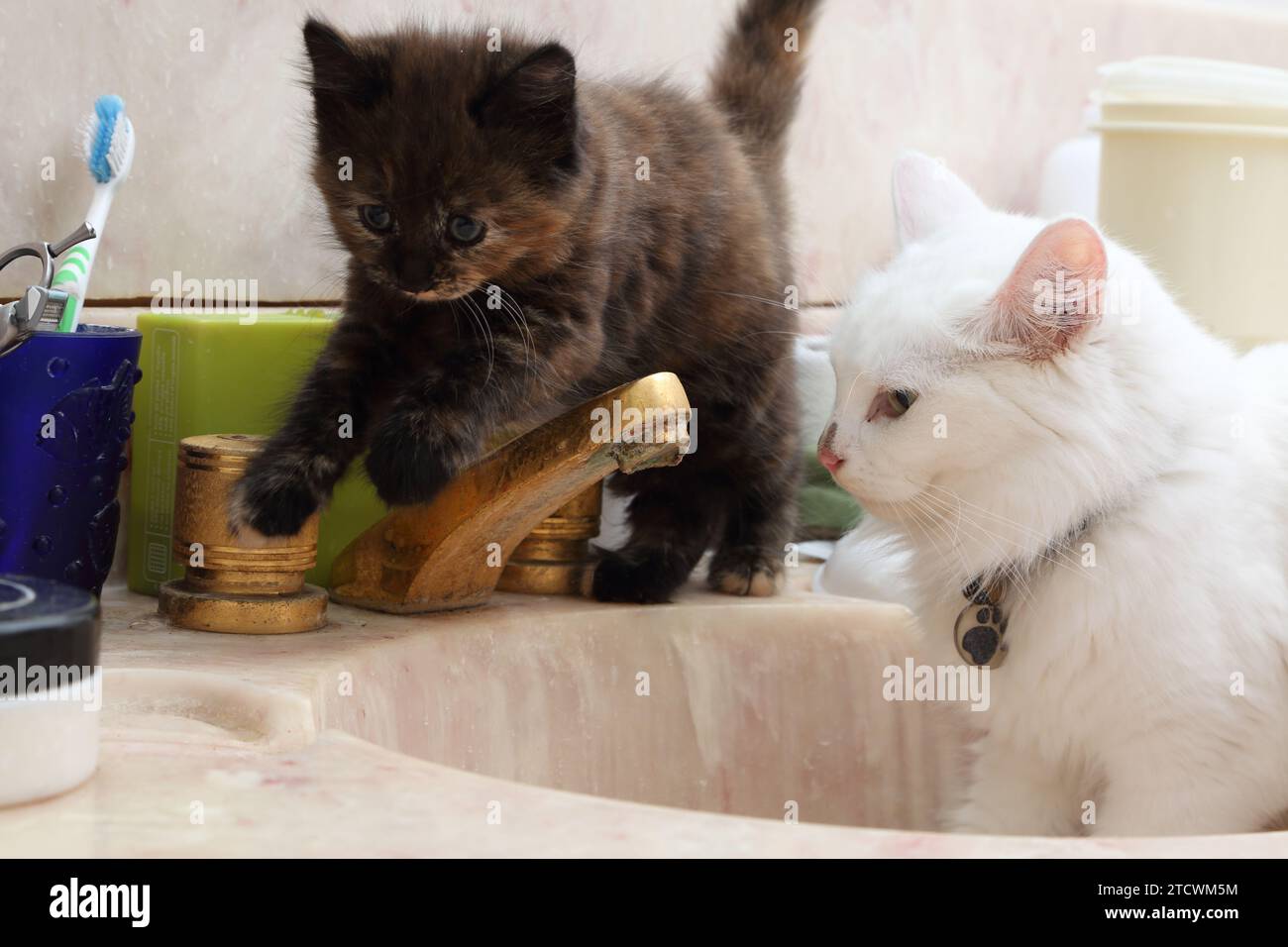 7 Weeks Old Tortoiseshell Turkish Angora Cross Kitten with her Mother ...