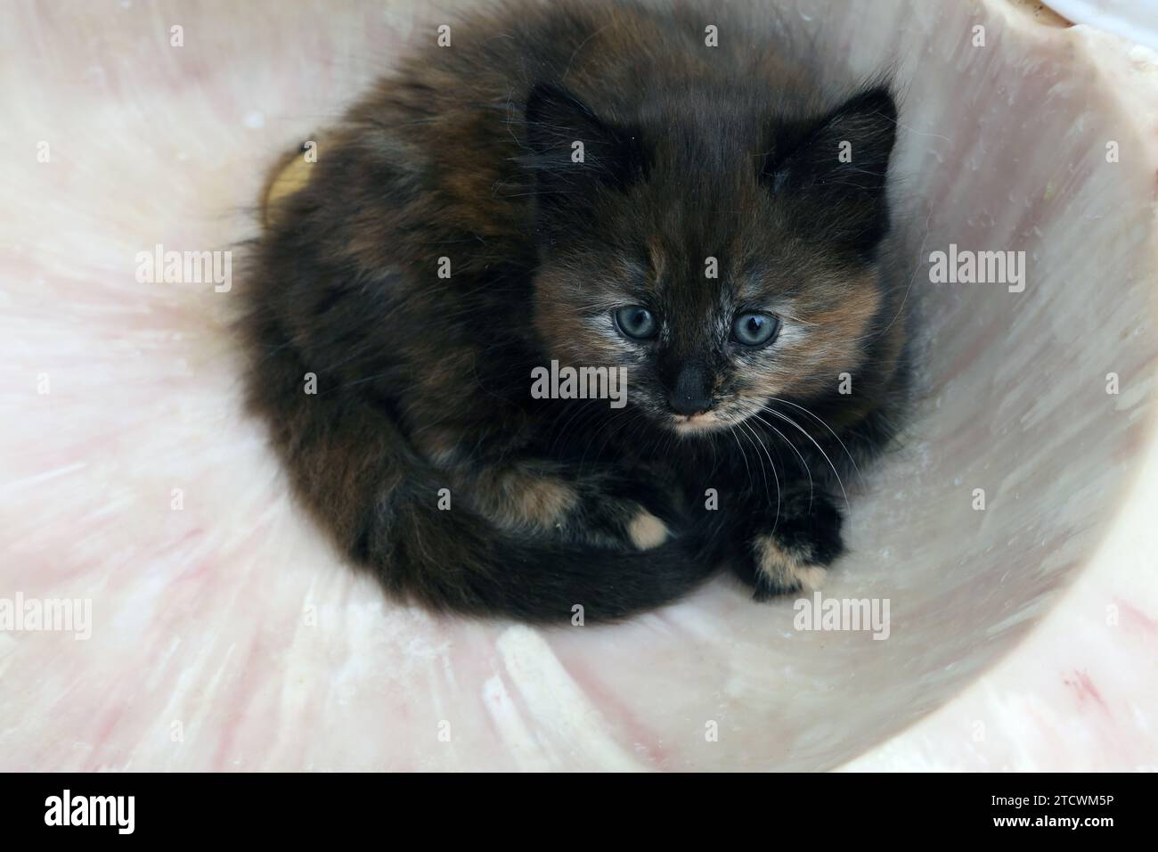 7 Weeks Old Tortoiseshell Turkish Angora Cross Kitten Curled up in ...